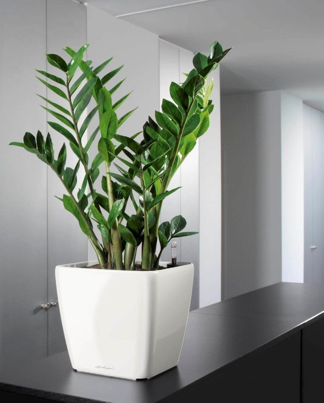 Sobne biljke za početnike - COMMODO.ME